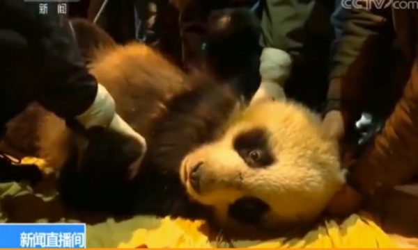 Sick Wild Panda Rescued by Villagers in Sichuan | Eye on Digital China