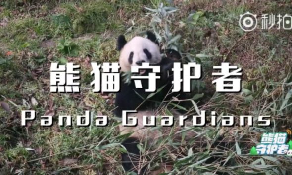 Growing Virtual Bamboo for Real Pandas: Weibo's Panda Movement | What's ...