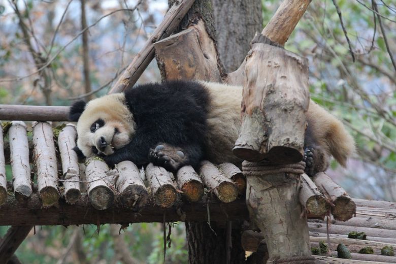 Growing Virtual Bamboo for Real Pandas: Weibo's Panda Movement | What's ...