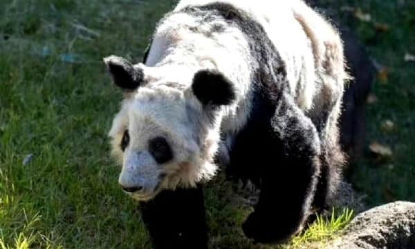 Meanwhile in Panda News: After More Than Two Decades, Yaya Returns to ...