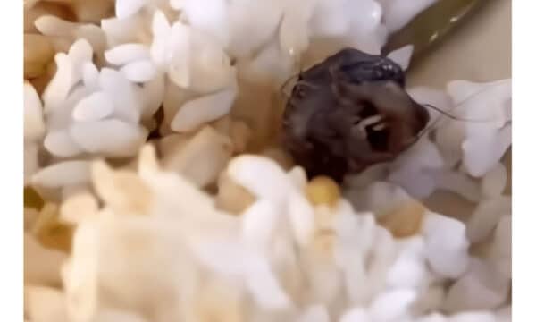 "Calling a Rat a Duck": Jiangxi Students Discover Rat Head in Meal ...